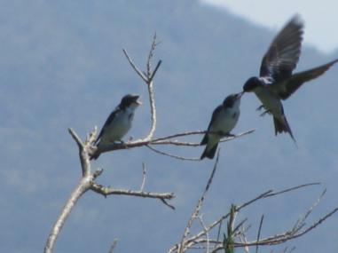 Biodiversity Management